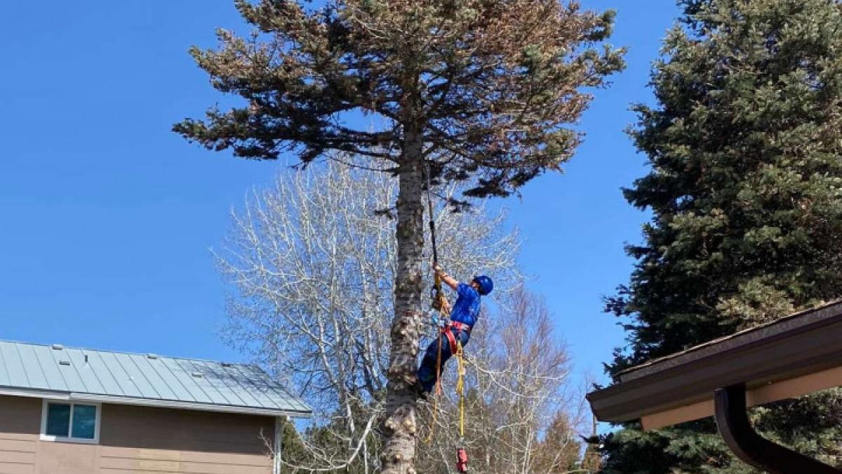 True Blue Tree Service LLC